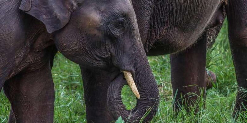 Sri Lanka: Elephant Safari Adventure with Hotel Pickup - The Sum Up