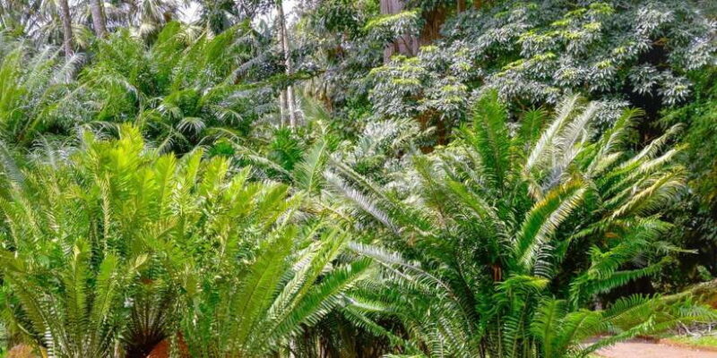 Sri Lanka hill country bless Kandy, Nuwara eliya and Ella - The Sum Up