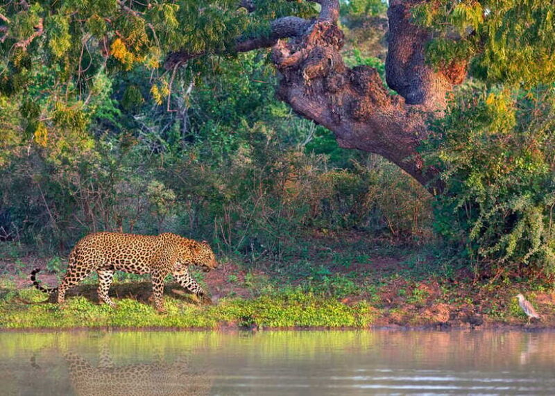 Sri Lanka: History ,Wildlife, Beaches, 7 Days Private Tour - Final Thoughts