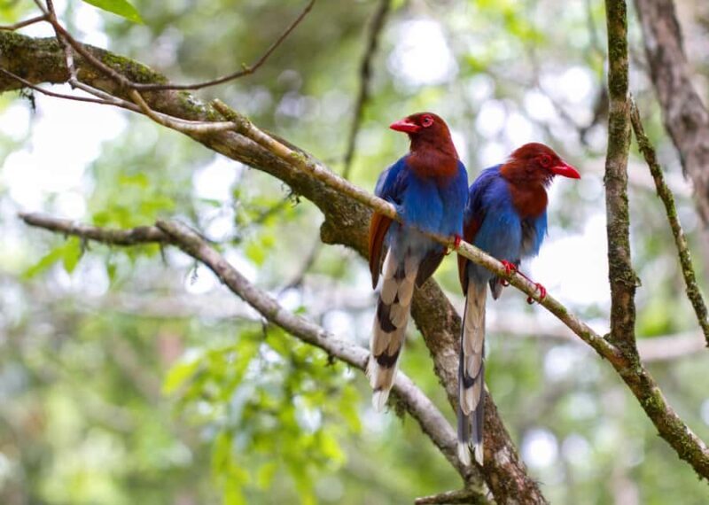 Sri Lanka jungle tour 4 days-rainforests, national parks... - Final Thoughts: Who Should Consider This Tour?