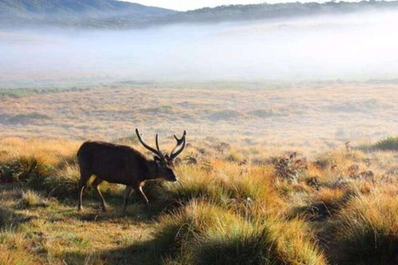 Sri Lanka: Kingdoms, Hill Stations, Beaches and Wildlife - Key Points