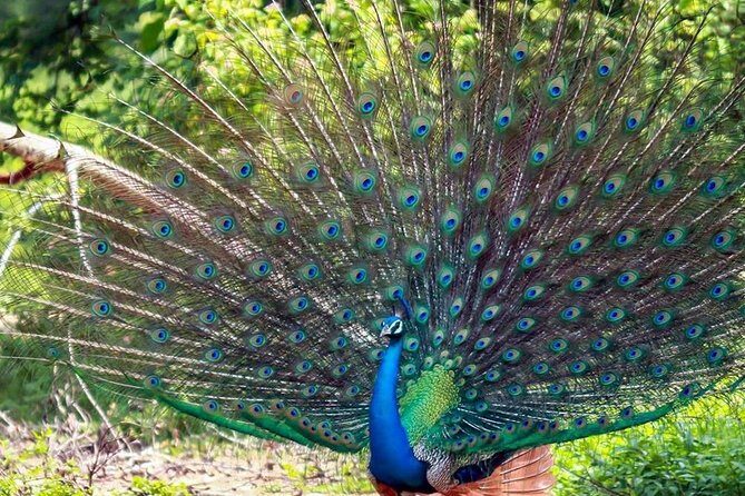 Sri Lanka Leopard Trail ( 15 N/ 16 D) - An In-Depth Look at the Sri Lanka Leopard Trail