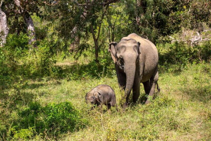 Sri Lanka Private Tour- Beach, Sinharaja, Yala, Udawalawe - An In-Depth Look at the Sri Lanka Private Tour