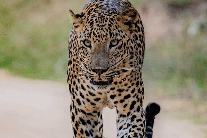 Sri Lanka private tour package 9 night 10 Day with driver+vehicle+accommodations - Day 3: Sigiriya & Polonnaruwa — The Heart of Ancient Sri Lanka