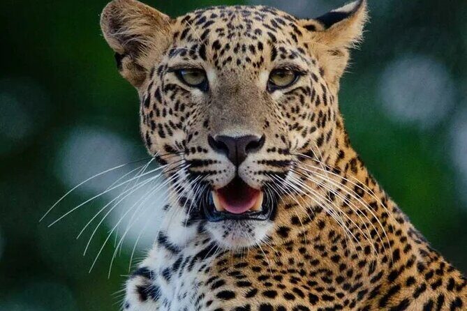 Sri Lanka Round Tour-Sigiriya, Ella Train Ride Safari Adventure - The Itinerary in Detail