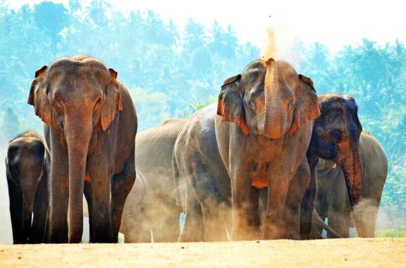 Sri Lanka: Sigiriya, Dambulla Highlights Day Tour And Safari - Minneriya National Park: A Wildlife Safari
