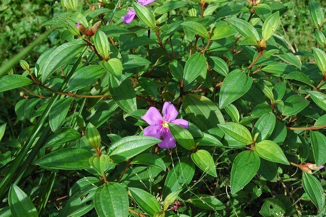 Sri Lanka Sinharaja Rain Forest Tour with Transport - A Closer Look: Why This Tour Stands Out