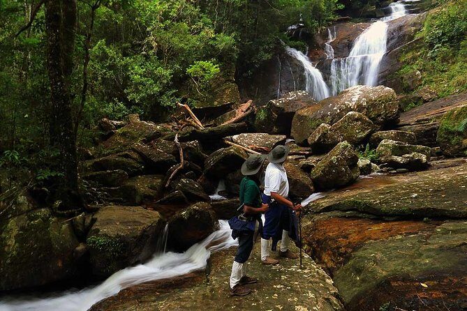 Sri Lanka Sinharaja Rain Forest Tour with Transport - What Travelers Say: Real Perspectives