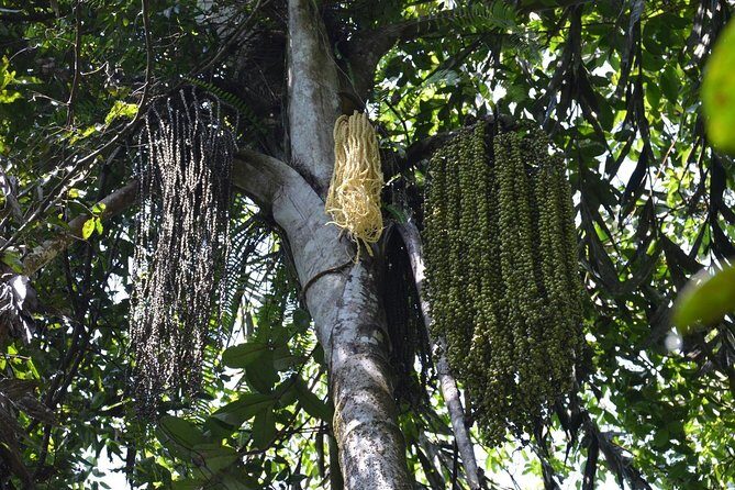 Sri Lanka Sinharaja Rain Forest Tour with Transport - Who Will Love This Tour?