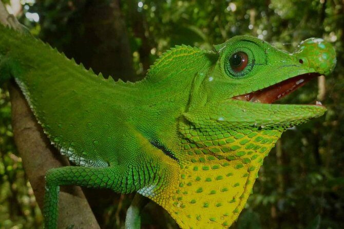 Sri Lanka Sinharaja Rain Forest Tour with Transport - The Sum Up