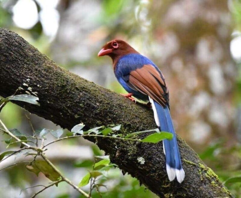 Sri Lanka : Sinharaja Rainforest Guided Trek with Pickup - Key Points