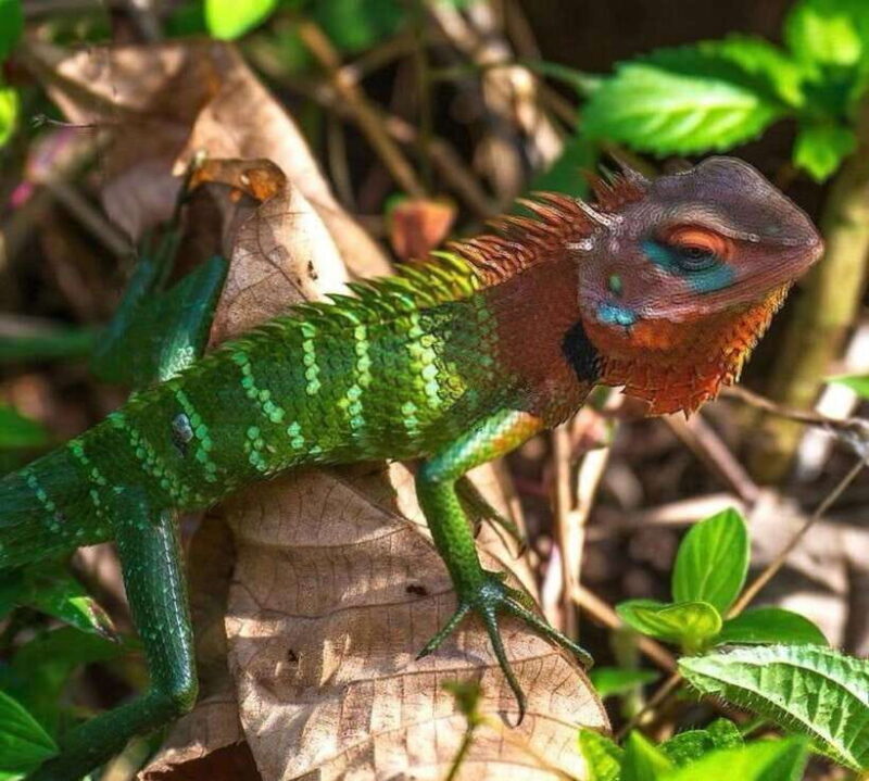 Sri Lanka : Sinharaja Rainforest Guided Trek with Pickup - Exploring Sinharaja: What You Can Expect