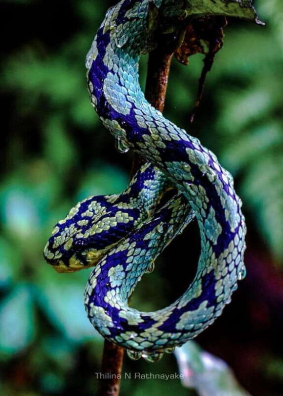 Sri Lanka : Sinharaja Rainforest Guided Trek with Pickup - Is It Worth the Price?