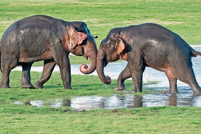 Sri Lanka tour 8 Days with a private driver, hotels, and vehicle - Practical Tips & Final Thoughts
