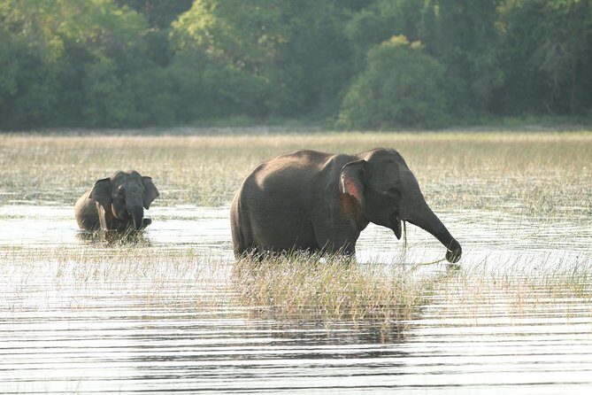 Sri Lanka tours 12-Day wildlife Tour with driver,Car or Van and accommodations - A Detailed Look at the 12-Day Itinerary