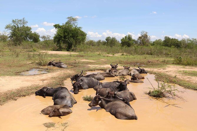 Sri lanka Wildlife Tour - Key Points