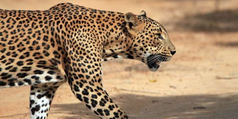 Sri Lanka: Wilpattu National Park Safari Tour in a 4WD Jeep - The Guide and the Quality of the Experience