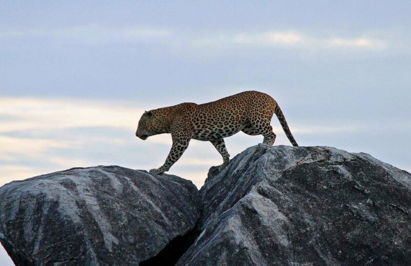 Sri Lanka: Wilpattu National Park Safari Tour in a 4WD Jeep - FAQs