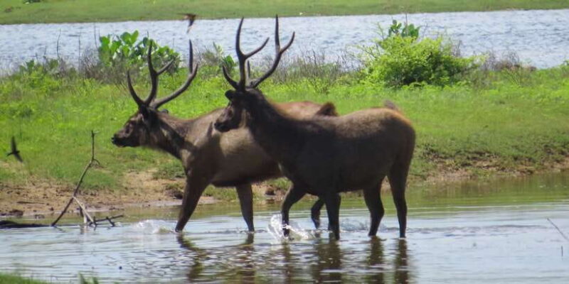 Sri Lanka: Yala National Park Private Safari - Key Points