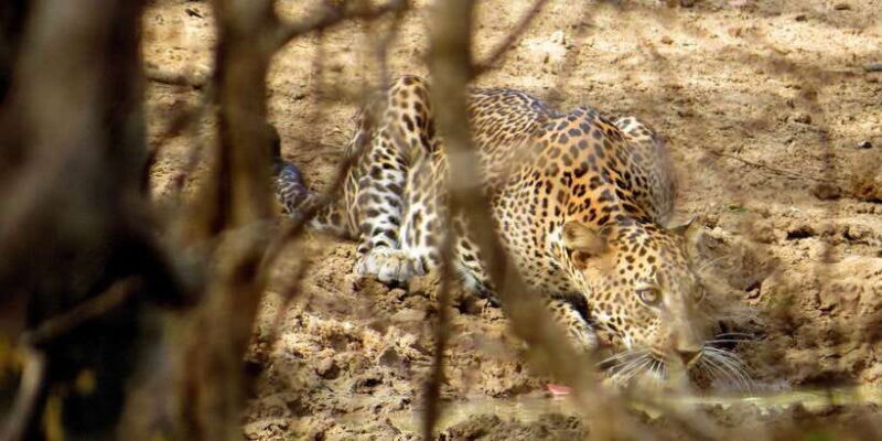 Sri Lanka: Yala National Park Private Safari - Practical Details and What They Mean for You