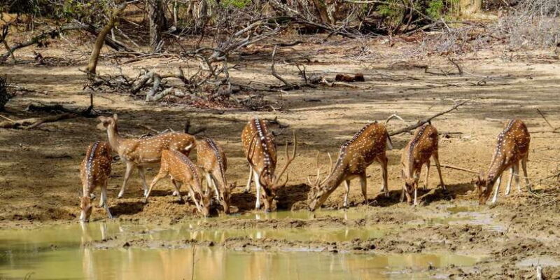 Sri Lanka: Yala National Park Private Safari - Authentic Experiences and Real Feedback