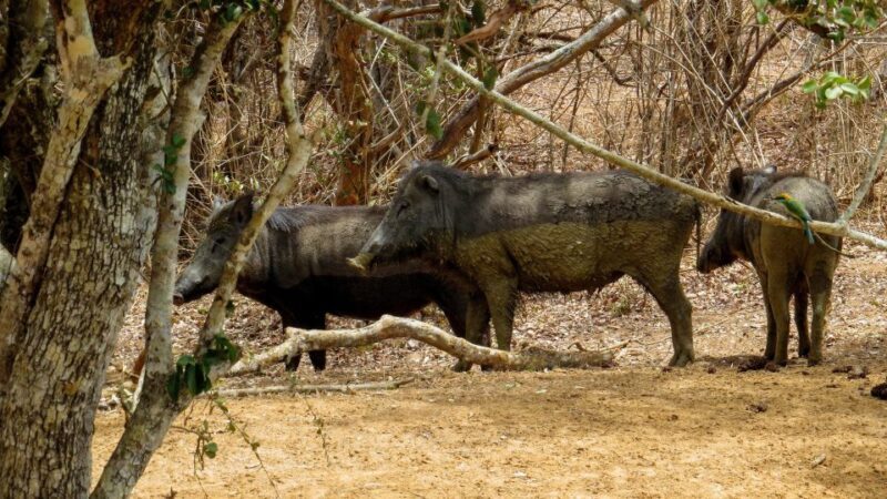 Sri Lanka: Yala National Park Private Safari - The Sum Up: Is the Yala Private Safari Right for You?