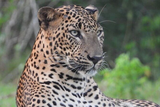 Sri Lanka Yala National Park Wildlife Private Tour - Key Points