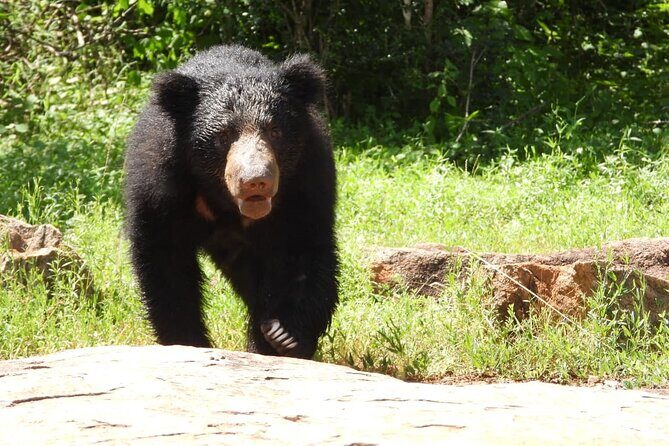 Sri Lanka Yala National Park Wildlife Private Tour - What Travelers Say: Authentic Experiences and Animal Sightings