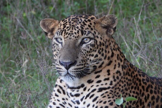 Sri Lanka Yala National Park Wildlife Private Tour - Who Should Consider This Tour?