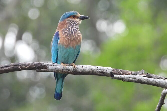 Sri Lanka Yala National Park Wildlife Private Tour - FAQ