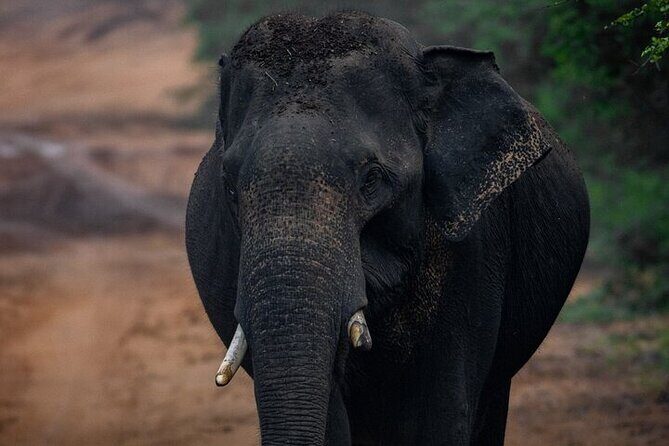 Sri Lanka Yala Wildlife Safari Tours - An In-Depth Look at the Yala Safari Experience