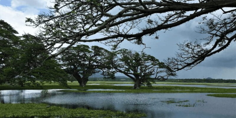 SriLankan Village Delight: Fish,Cook,Savor Lunch Experience - What You Can Expect From the Sri Lankan Village Delight Tour