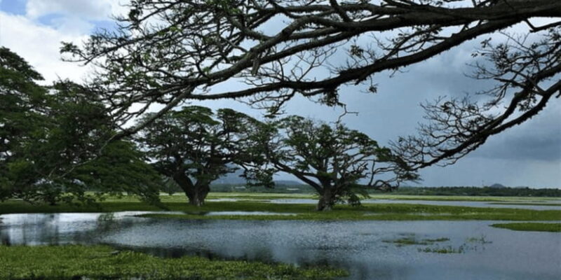 SriLankan Village Delight: Fish,Cook,Savor Lunch Experience - Practical Tips