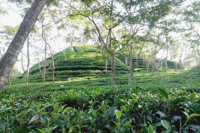 Srimangal nature tour in forest and tea garden - Why Choose This Tour?