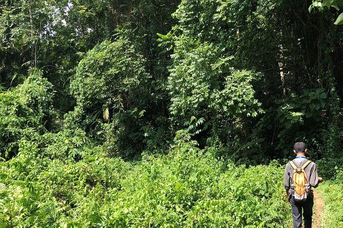 Srimangal nature tour in forest and tea garden - Price, Value, and Who This Is Best For