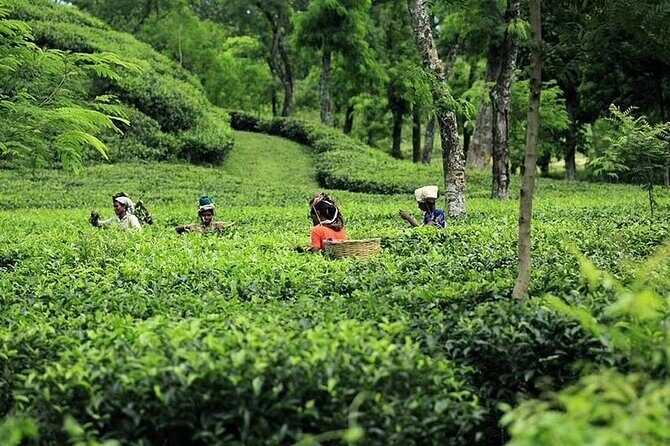 Srimangal Overnight Private Tour from Dhaka - An Inside Look at the Srimangal Tour Experience