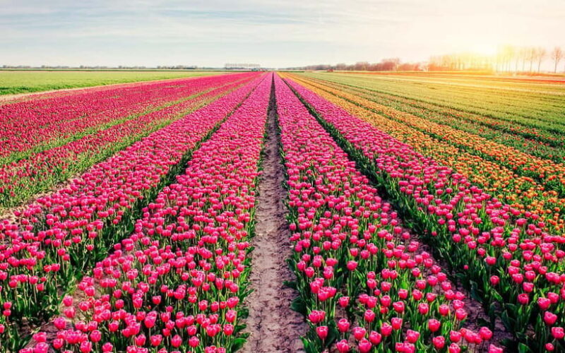 SRINAGAR THE TREASURE OF GARDENS - The Experience from Visitors Perspectives