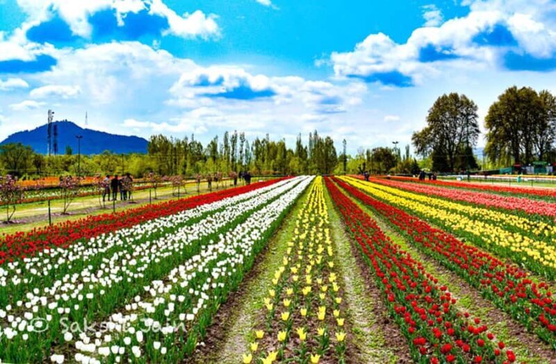 Srinagar: Tulip Garden With Shikra Ride on Dal Lake Tour - An In-Depth Look at the Experience