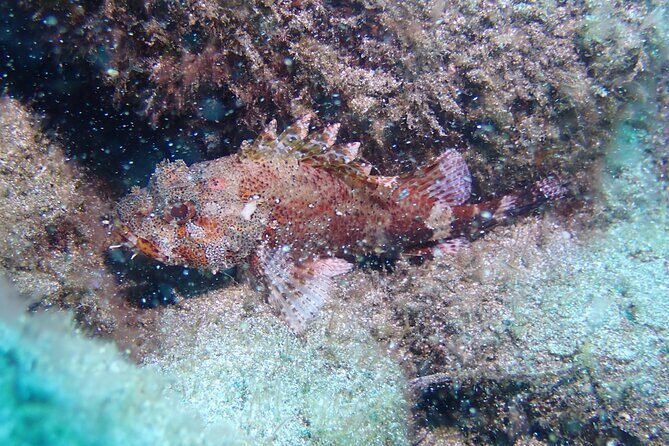 SSI basic diver In Tenerife - 2 Dives - What to Expect from the SSI Basic Diver Experience in Tenerife