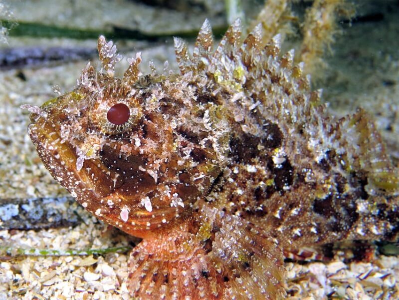 SSI Try Scuba Diving in the sea - What to Expect from the Malta SSI Try Scuba Tour