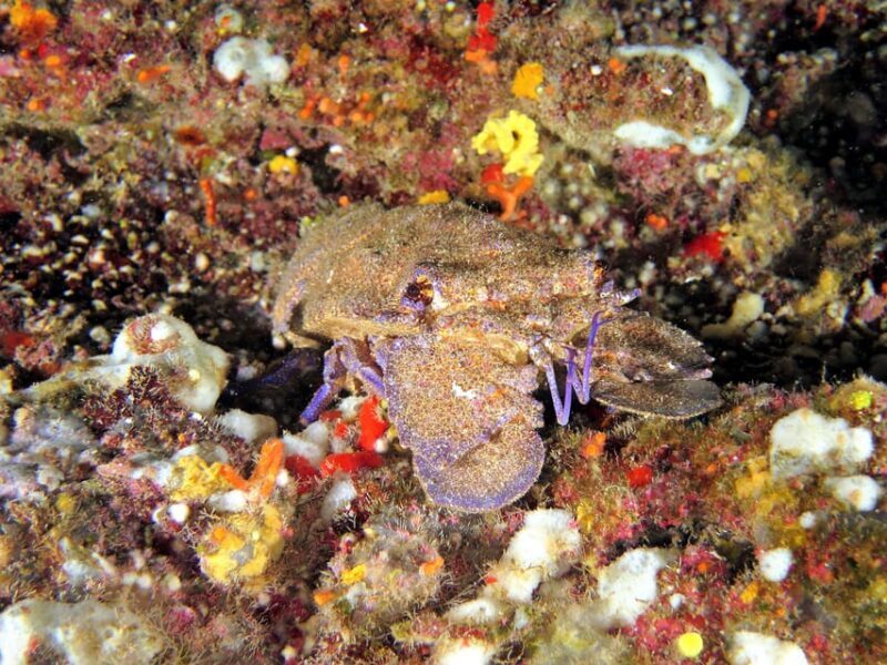 SSI Try Scuba Diving in the sea - Final Thoughts