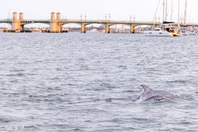 St. Augustine: Dolphin Tails & History Cruise - FAQ