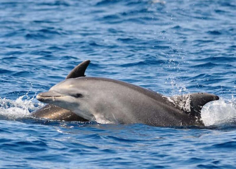 St. Augustine, FL: Dolphin Odyssey/Sightseeing Tour - FAQ