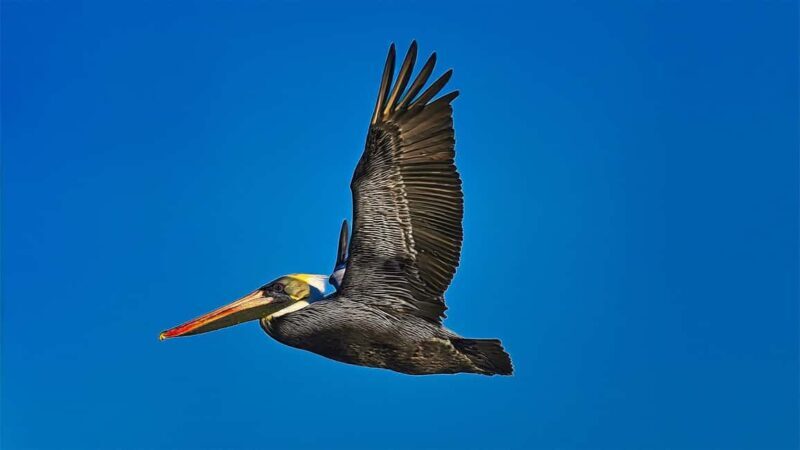 St. Augustine Wildlife Adventure: Boat Cruise & Kayak Tour - Final Thoughts: Who Will Love This Tour?