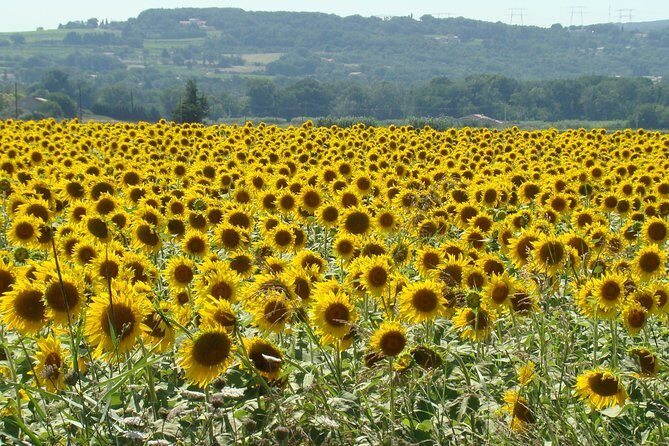 St Cirq LaPopie and Pech Merle Cavern Tour from Toulouse - Authentic Reviews and What Travelers Say