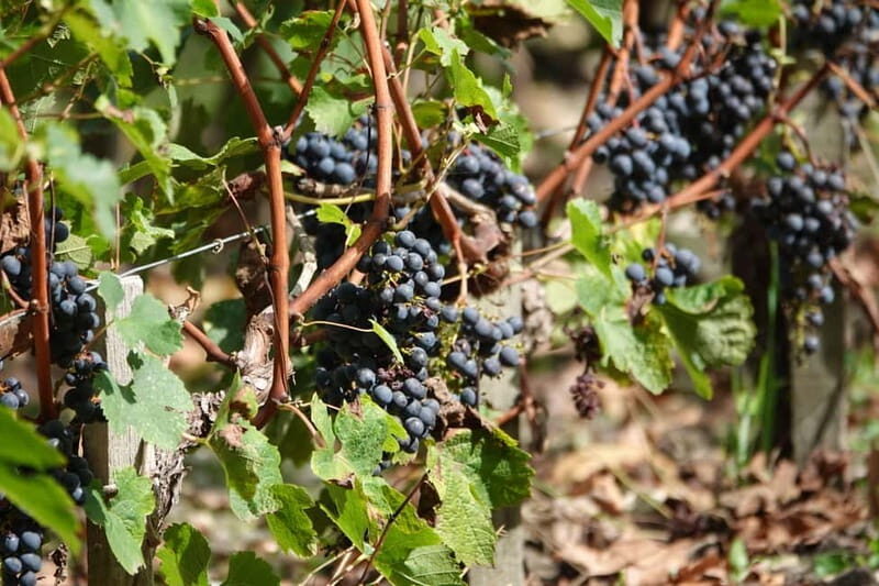 St. Emilion: Half Day E-Bike & Wine Tour with Wine & Cheese - Final Thoughts: Who Is This Tour Best For?