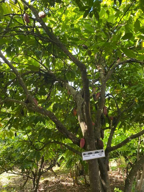 St. George's: Half-day spice and waterfall tour - FAQ