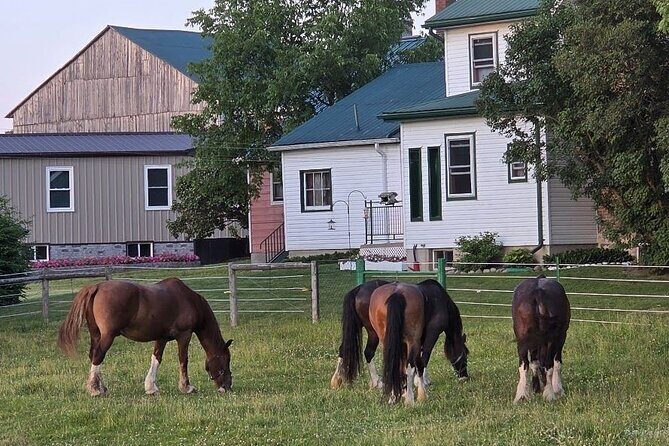 St. Jacobs Market & Mennonite Countryside Tour - Mennonite Countryside Tour