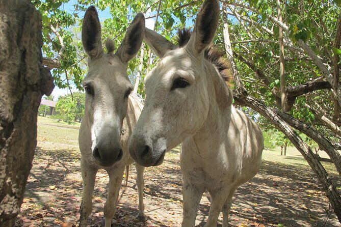 St. John Honeymoon Beach, Hike and Snorkel Adventure - The Snorkel Experience: Underwater Wonders