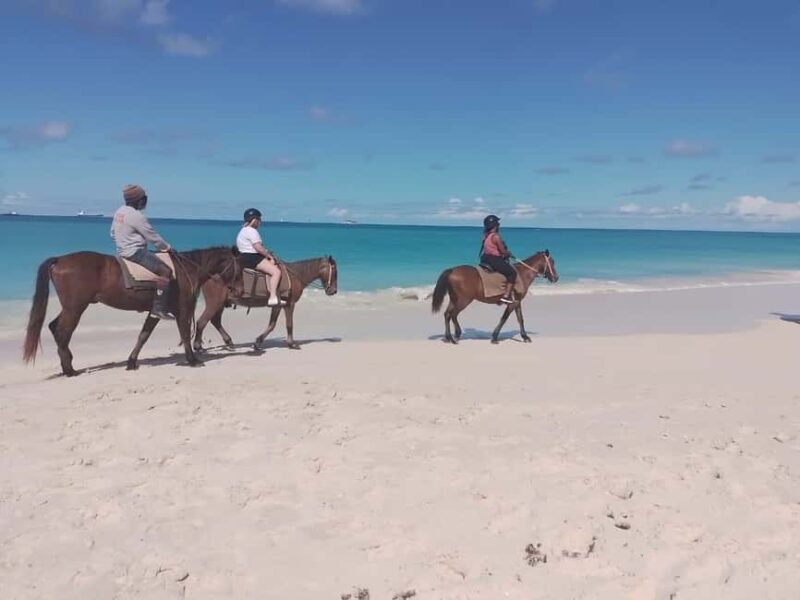 St. Johns: Horseback Riding Bareback Swim, &Fort James Beach - What Travelers are Loving